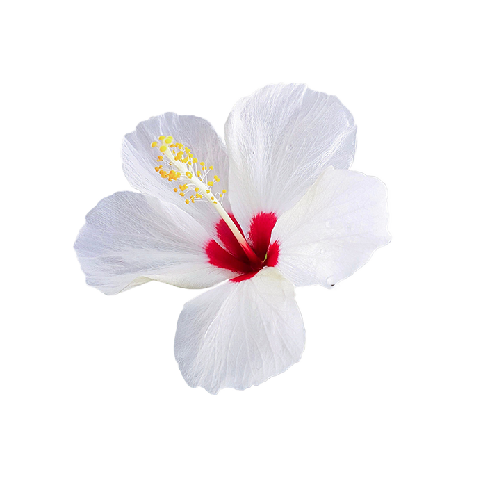 Karkade® - Havlíkova přírodní apotéka