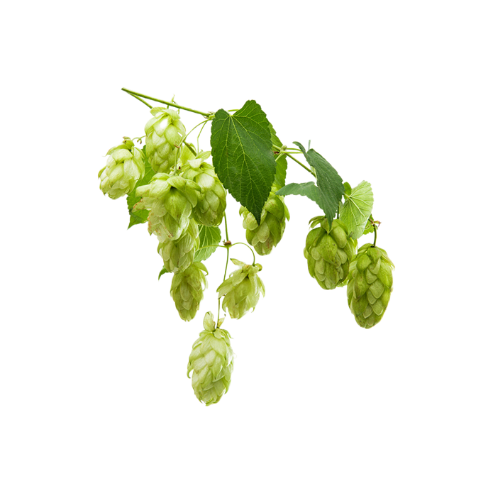 Chmel - Havlíkova přírodní apotéka