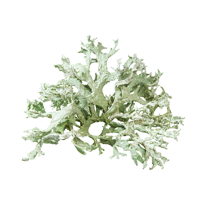 Dubový mech - Havlíkova přírodní apotéka