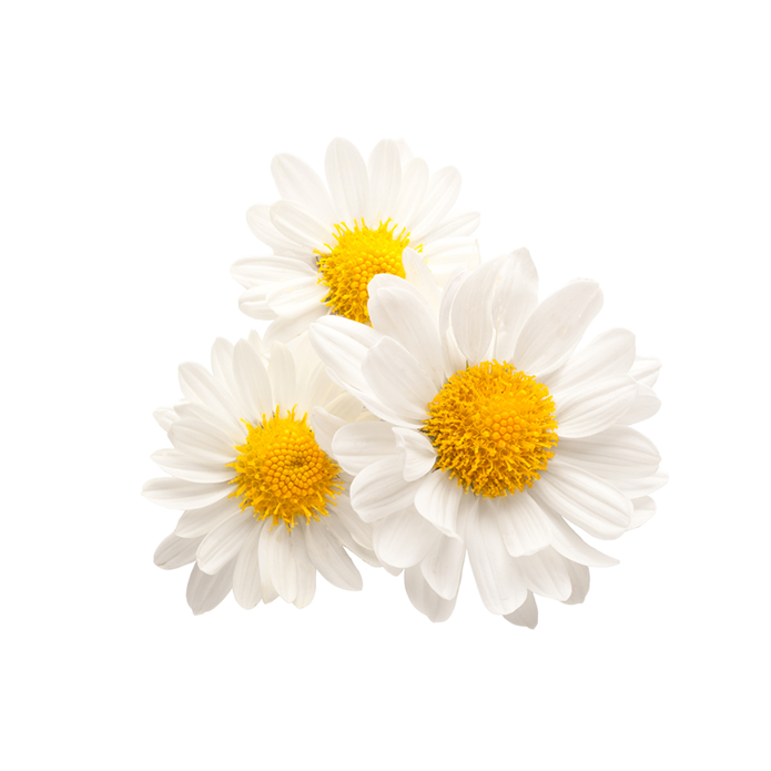 Heřmánek pravý - Havlíkova přírodní apotéka