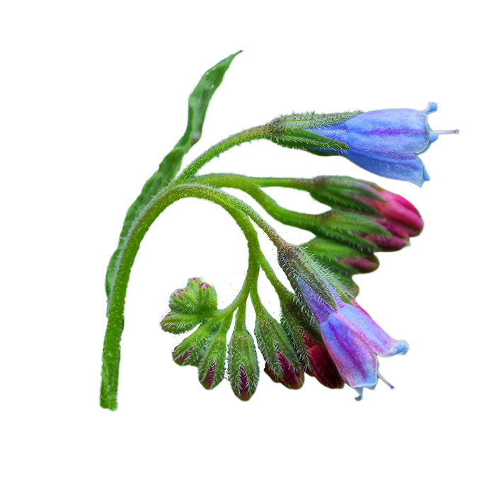 PhytoCellTec™ Symphytum - Havlíkova přírodní apotéka