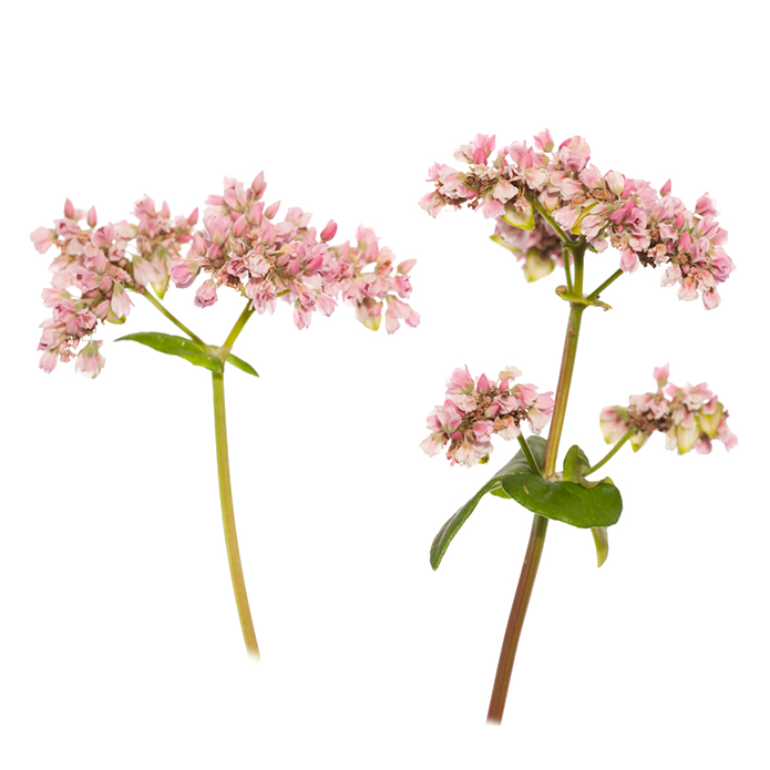 Pohanka obecná - Havlíkova přírodní apotéka