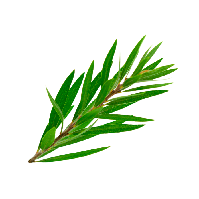 Tea Tree Melaleuca Alternifolia Oil